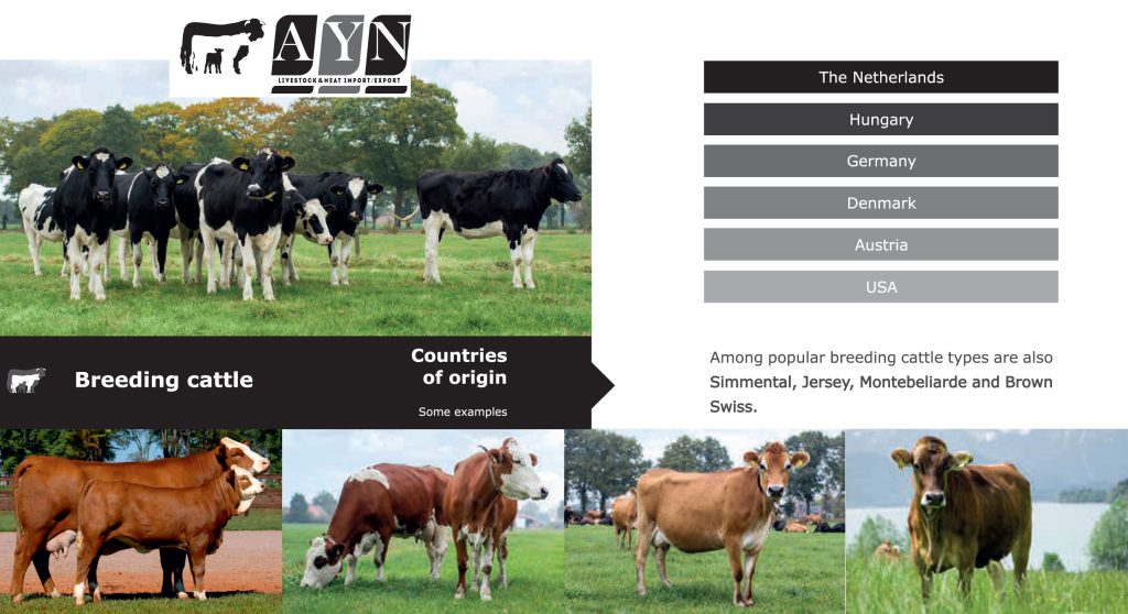 Breeding Cattle – AYN LIVESTOCK – IMPORT & EXPORT